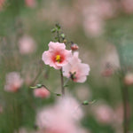 Heirloom Non-GMO Pink Alonsoa Flower Seeds for Delicate Garden Borders ...