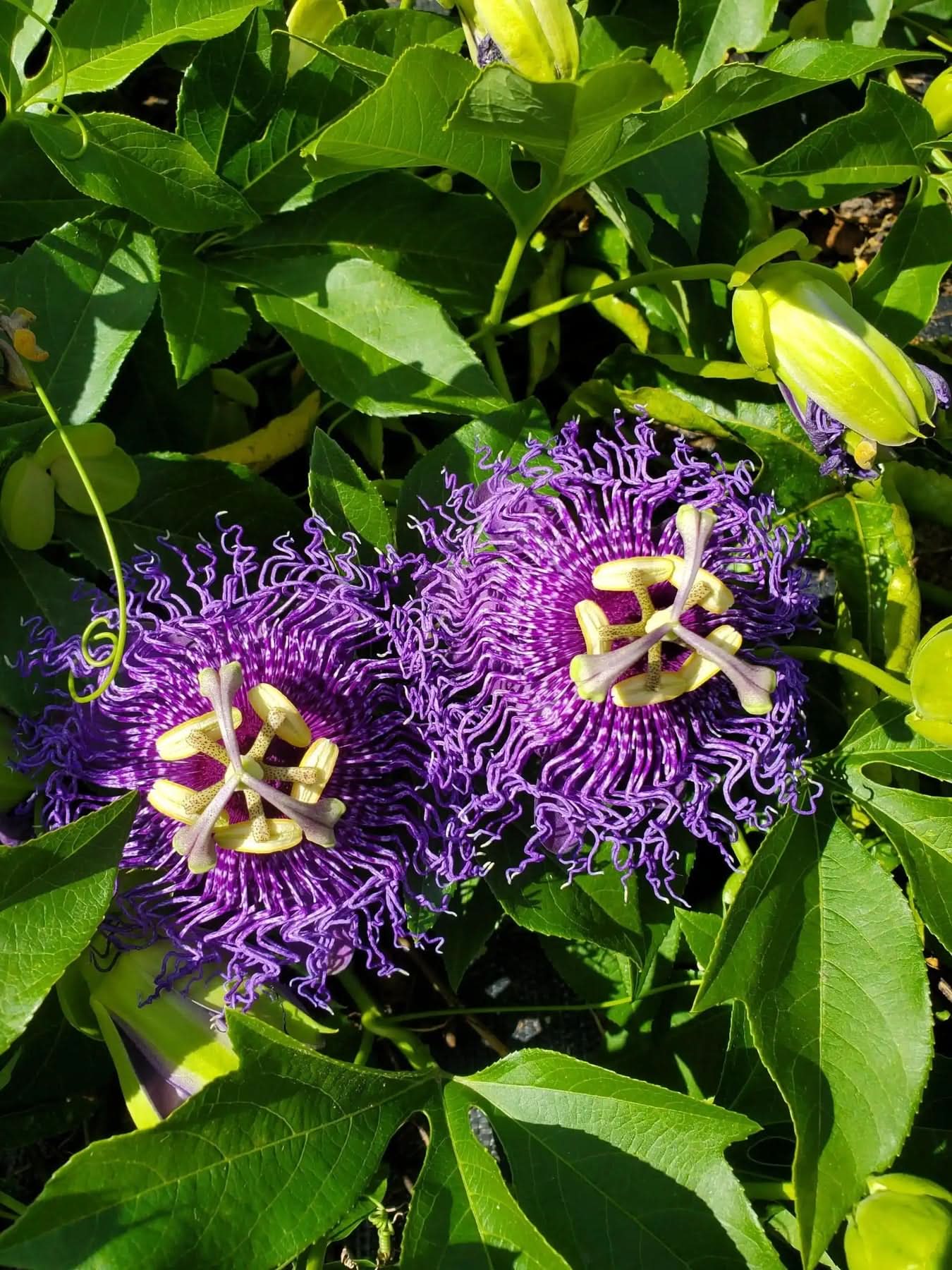 Passiflora Seeds – Flower Seeds for Planting – Dharaseeds