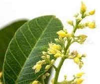 Hevea Brasiliensis Flower Seeds for Planting 100 -Hierloom Flower Seeds ...