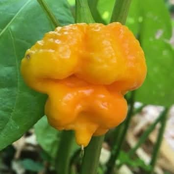 Yellow Brain Strain Pepper Seeds for Planting heirloom & Non-GMO Seeds ...