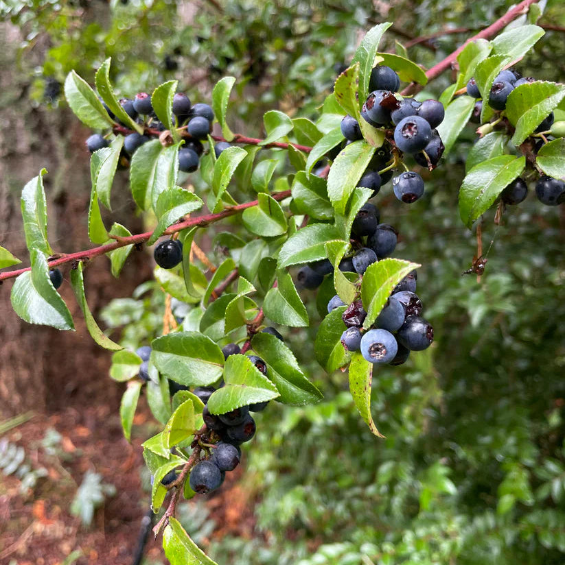 Black Huckleberry Seeds - Tangy & Unique Berry | Heirloom Fruit Seeds ...