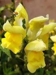 Snapdragon Golden Flower Seeds for Garden Planting - NON GMO Seeds ...