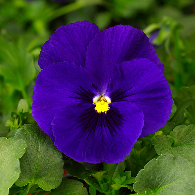 Pansy Delta Pre Deep Blue Seeds – Grow Deep Blue Pansy Blooms – Dharaseeds