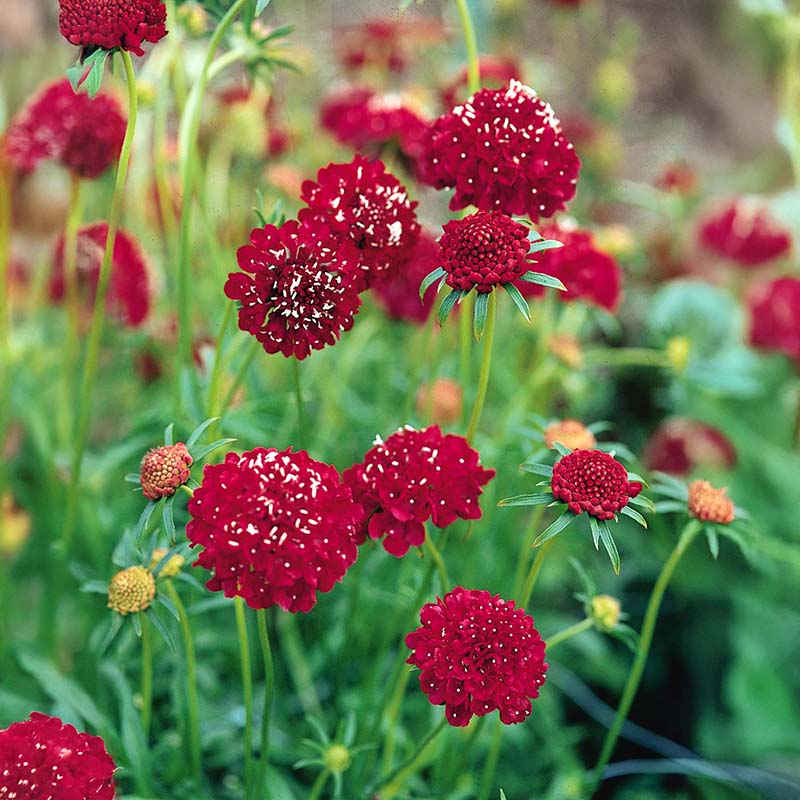 Organic Heirloom Non-GMO Red Pincushion Seeds for Planting – Unique ...