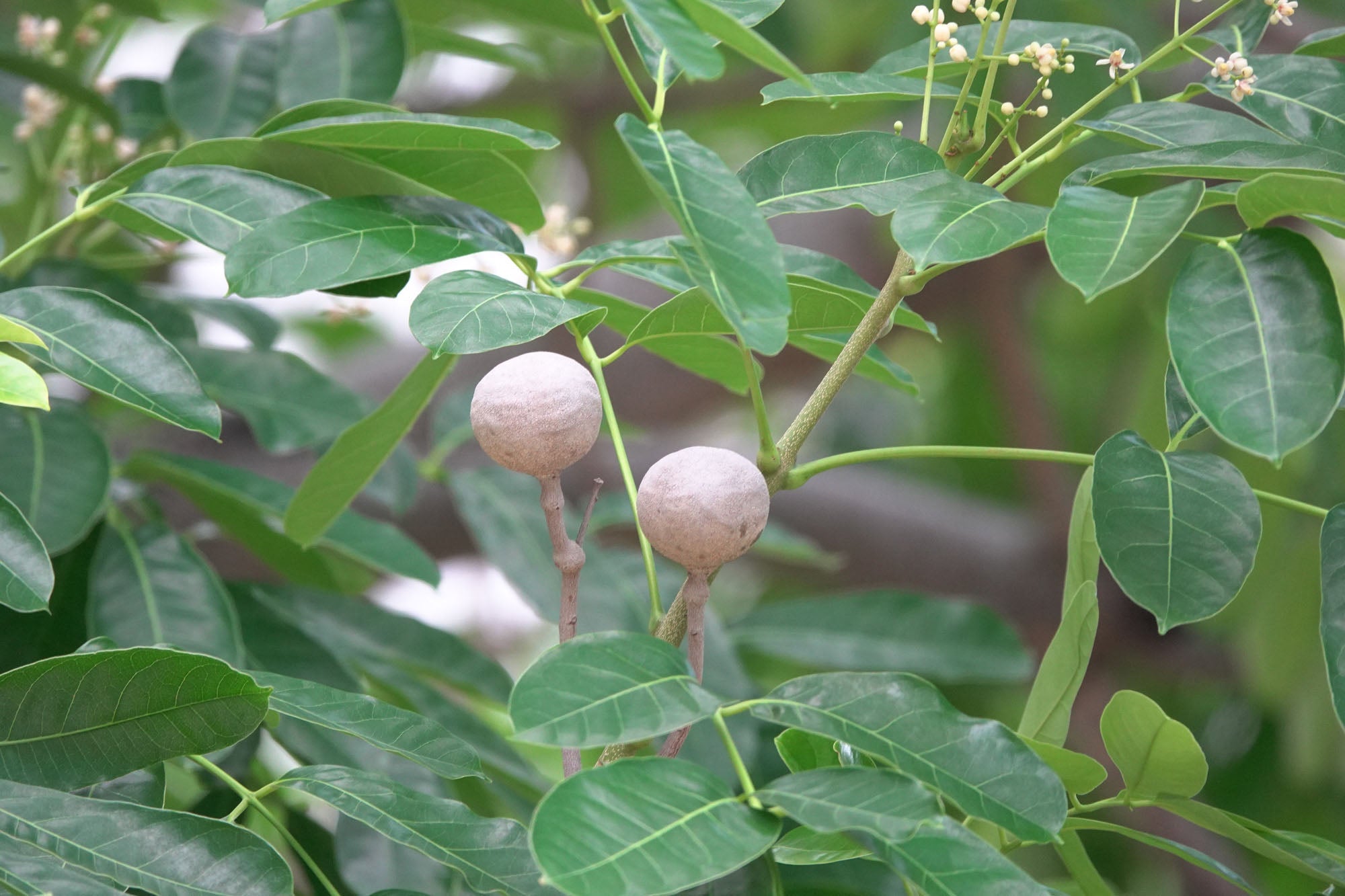 Khaya Senegalensis Seeds - Hardy & Fruitful Tropical Tree – Dharaseeds