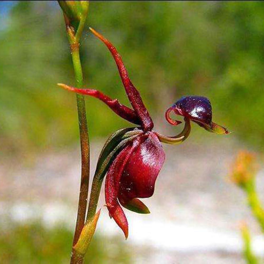 Flying Duck Orchid Seeds – Heirloom, Non-GMO Exotic Orchid Flower ...