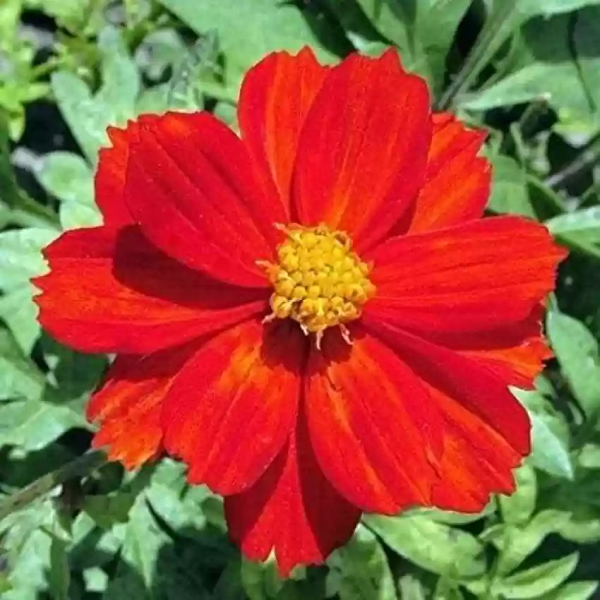 Red Cosmos Flower Seeds for Planting – Vibrant Garden Blooms, Non-GMO ...