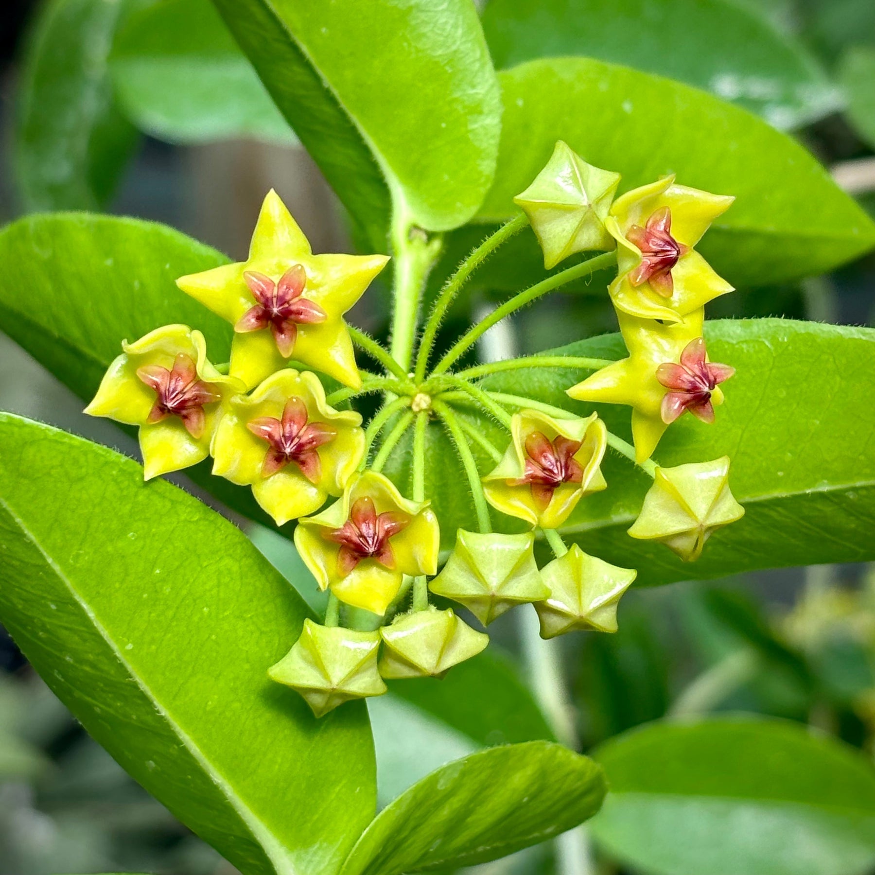 Hoya Carnosa Flower Seeds – Heirloom Non-GMO Seeds for Garden Planting ...