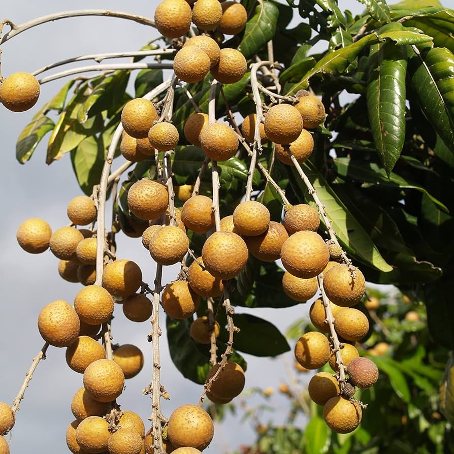 Longan Seeds – Tropical and Sweet Fruit Trees – Dharaseeds