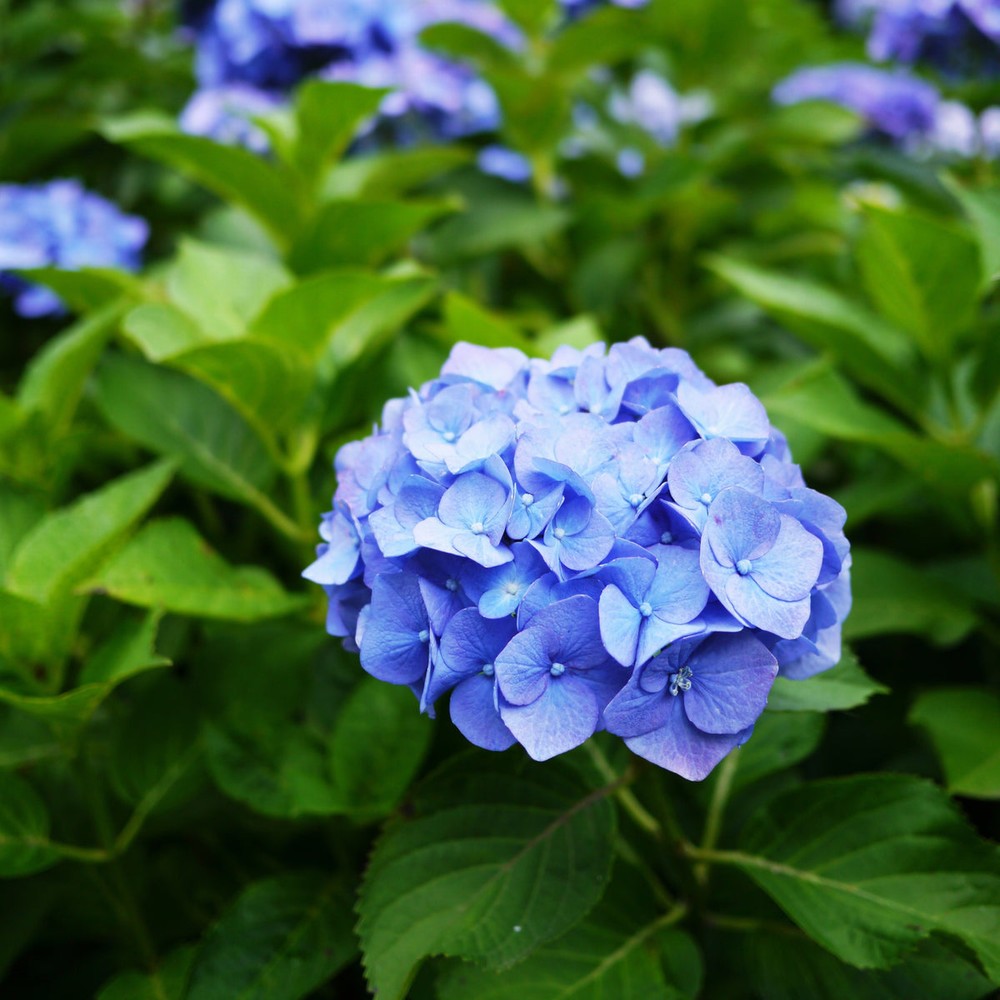 Heirloom Deep Blue Hydrangea Flower Seeds, Non-GMO Stunning Blooms for ...