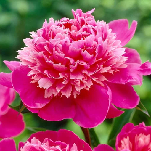 Madame Emile Debatane Peony Seeds Soft Pink Fragrant Peony Variety High ...