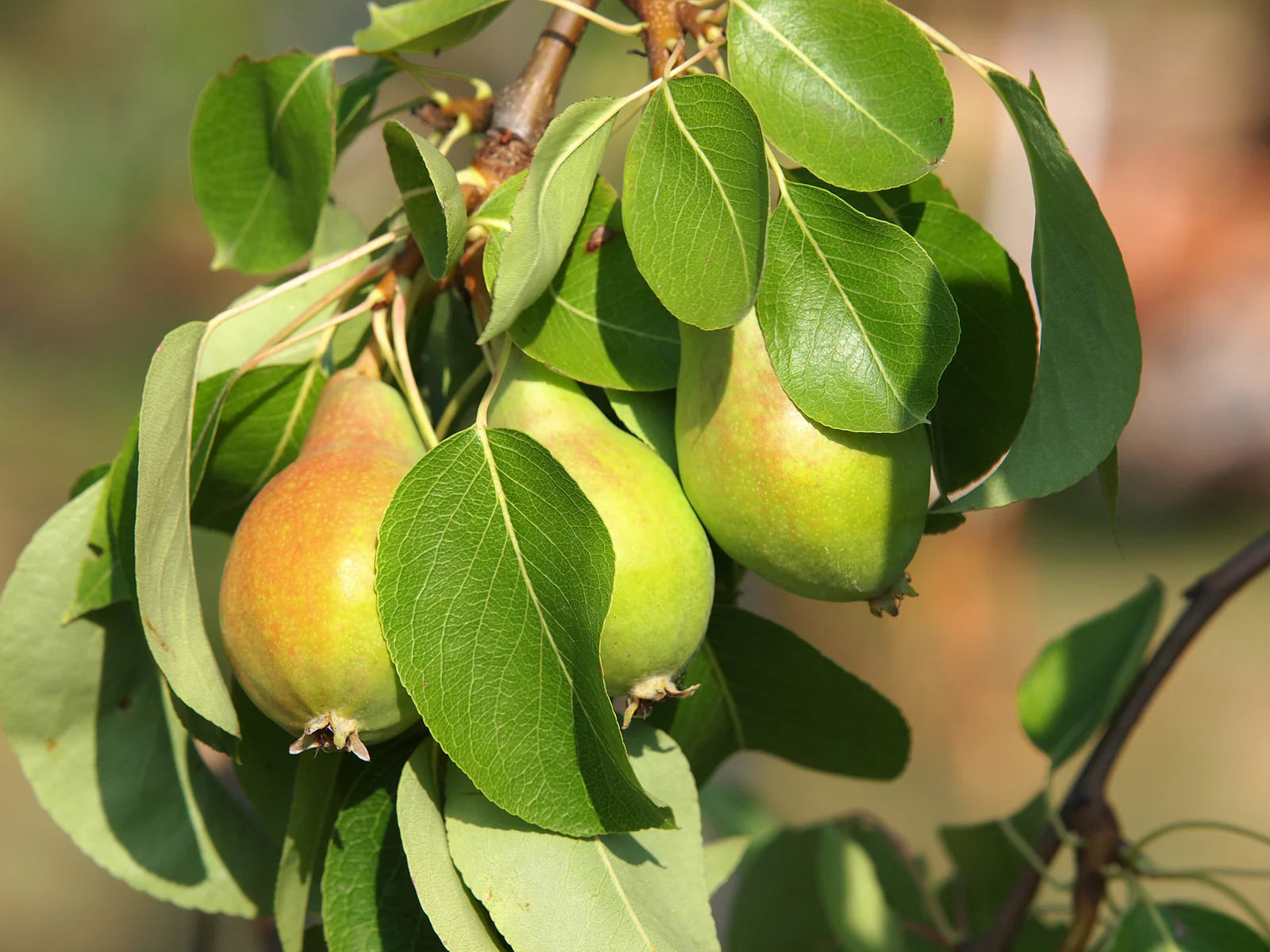 Starkrimson Pear Fruit Seeds – Grow Crisp & Juicy Pears | Heirloom ...