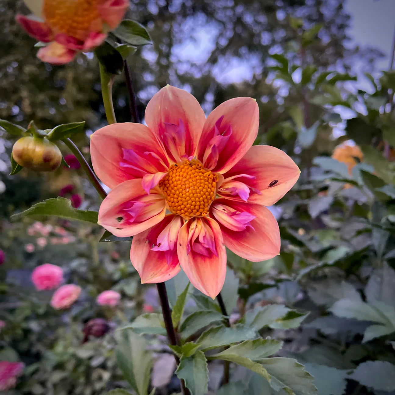 Dahlia Seeds – Orange Hype Collarette Heirloom Non-GMO Variety – Dharaseeds