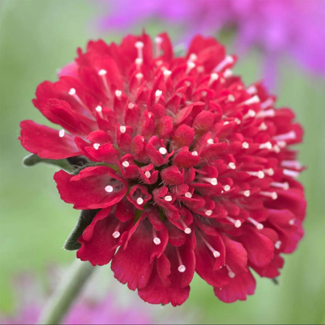 Macedonica Red Flower Seeds for Planting – Organic, Heirloom, Non-GMO ...