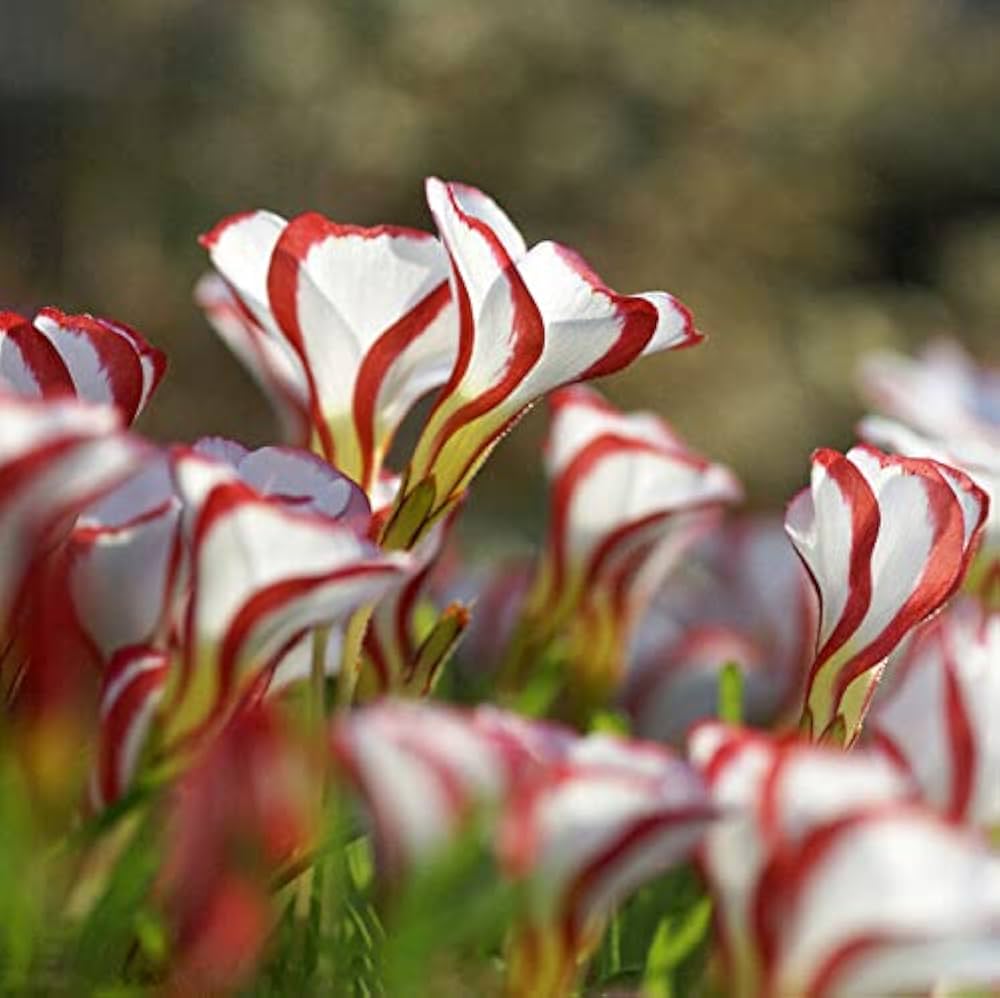 Red White Candy Cane Flower Seeds for Planting - NON GMO Seeds - Dharaseeds