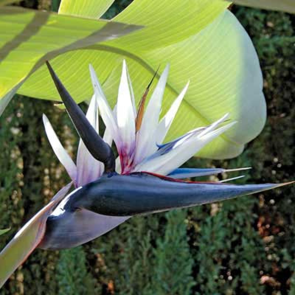Strelitzia Flower Seeds for Planting, 100 pcs - Dharaseeds