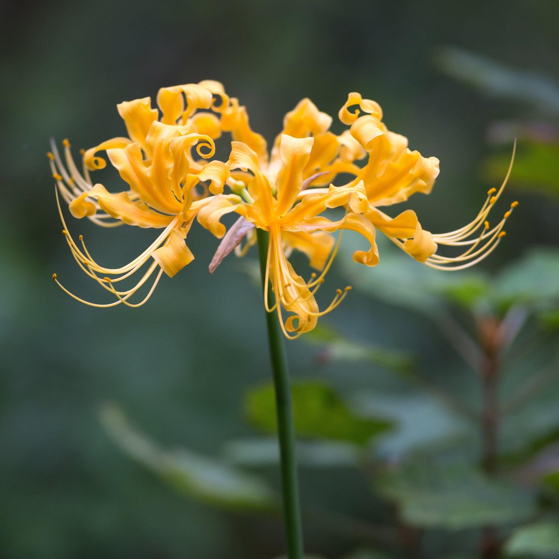 Lycoris Radiata Flower Seeds – Heirloom Non-GMO Spider Lily Seeds for ...