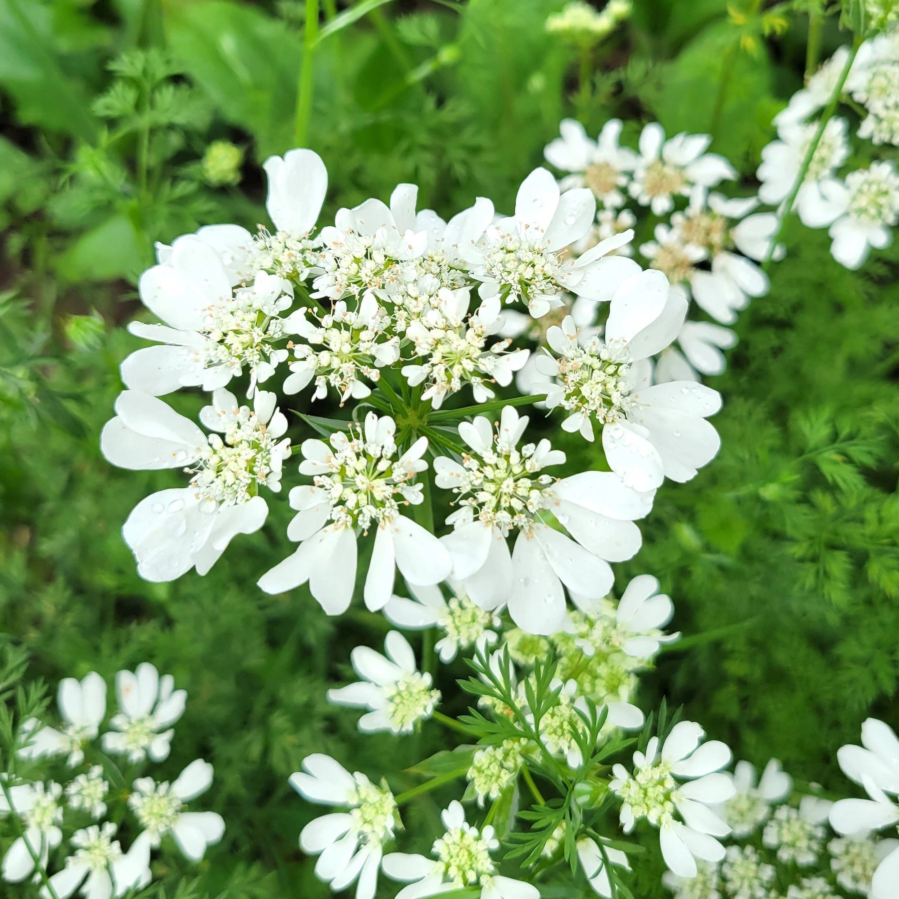 Organic White Orlaya Flower Seeds for Planting – Heirloom, Non-GMO ...