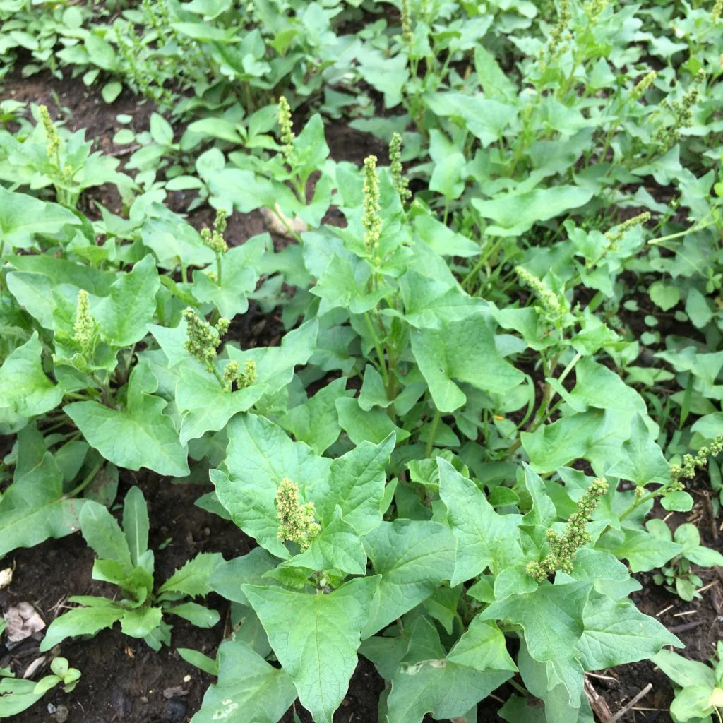 Henry Green Seeds – Organic, Heirloom & Non-GMO – Dharaseeds