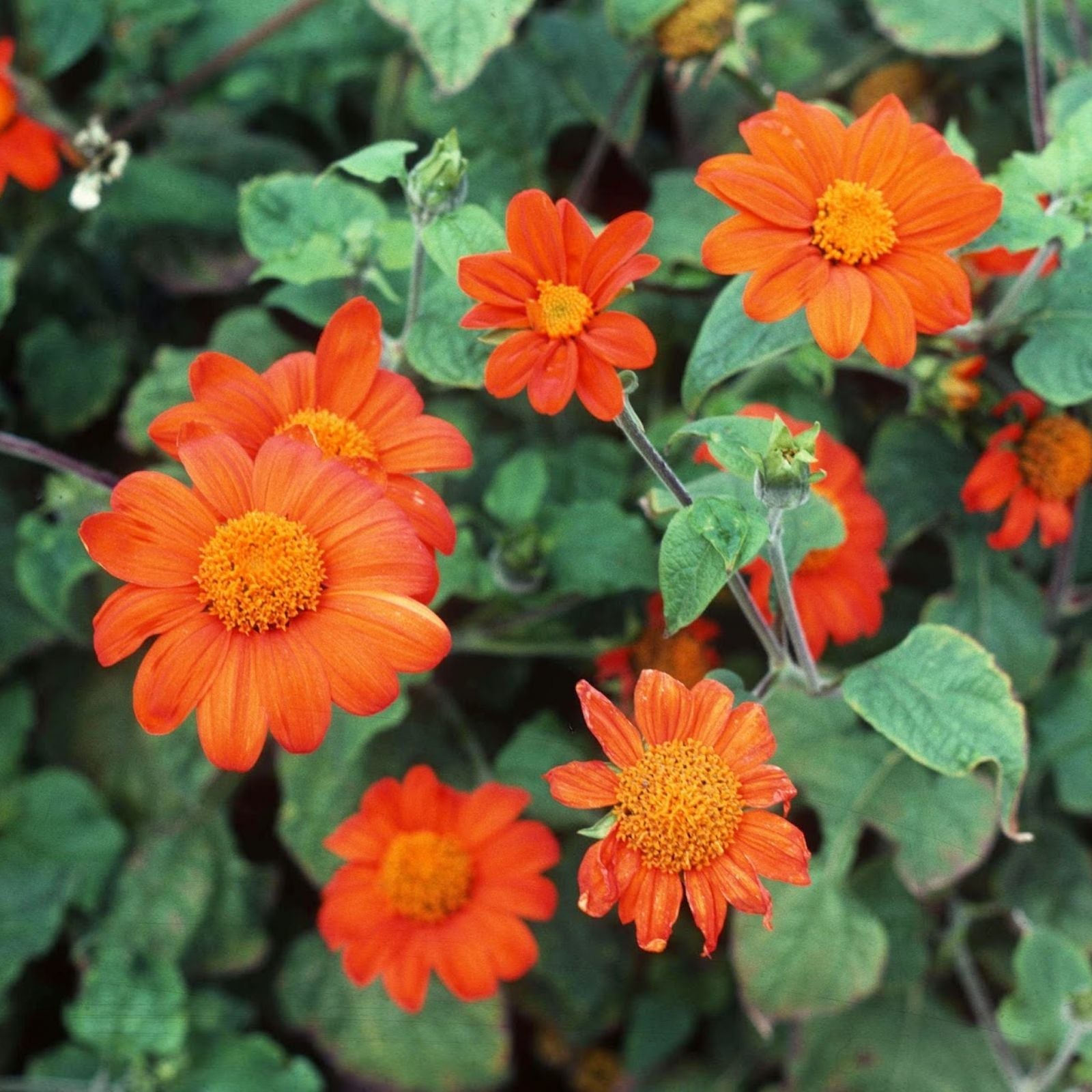 Heirloom Non-GMO Tithonia Flower Seeds for Vibrant Orange Butterfly ...