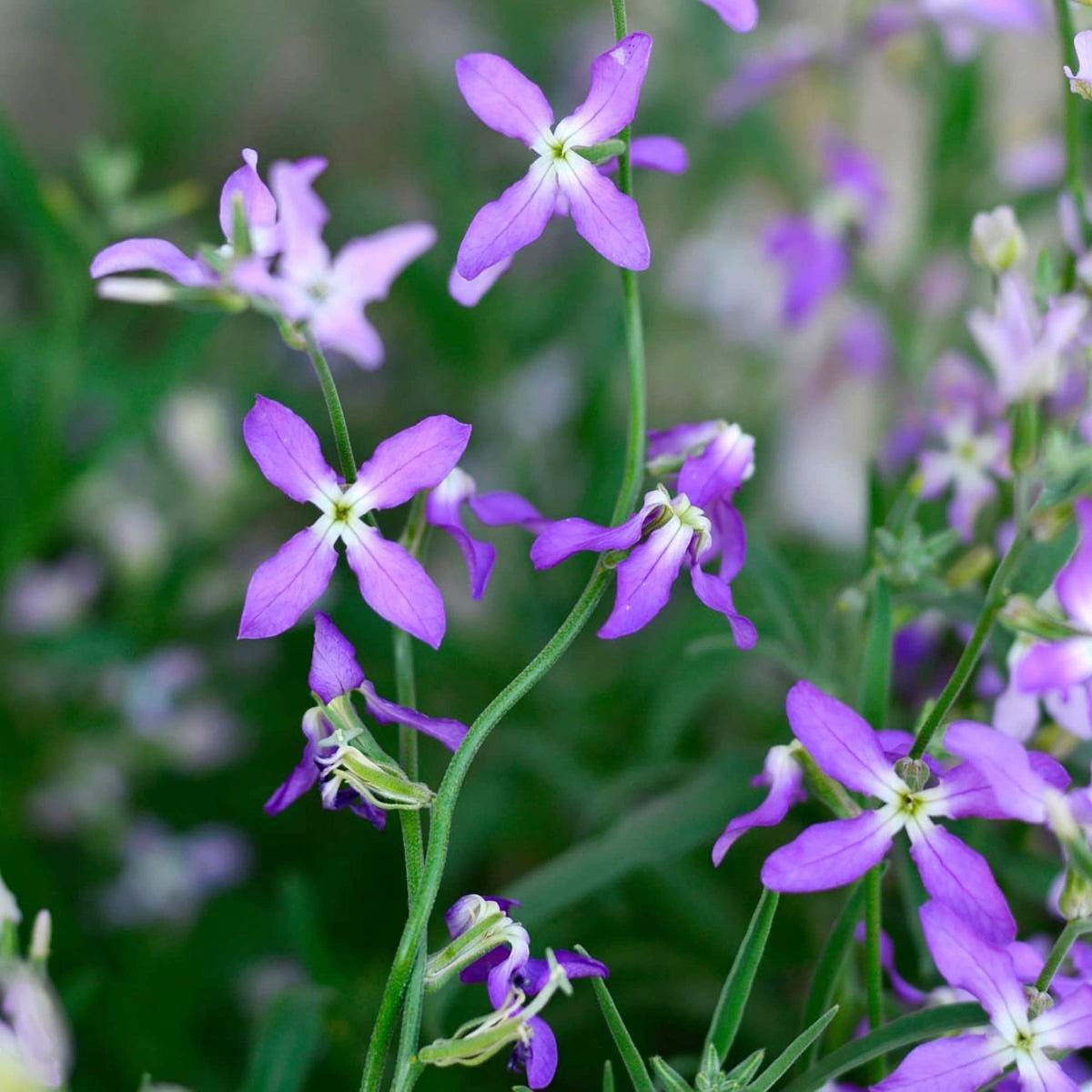 Heirloom Non-GMO Mathiola Longipetala Flower Seeds – Fragrant Night ...
