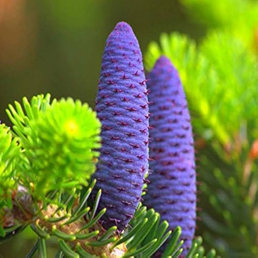 Abies Purple Plant Seeds for Planting – Organic, Heirloom, Non-GMO ...