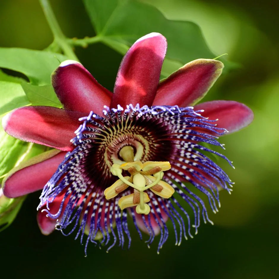 Passiflora Alata Flower Seeds for Planting- NON GMO Seeds - Dharaseeds