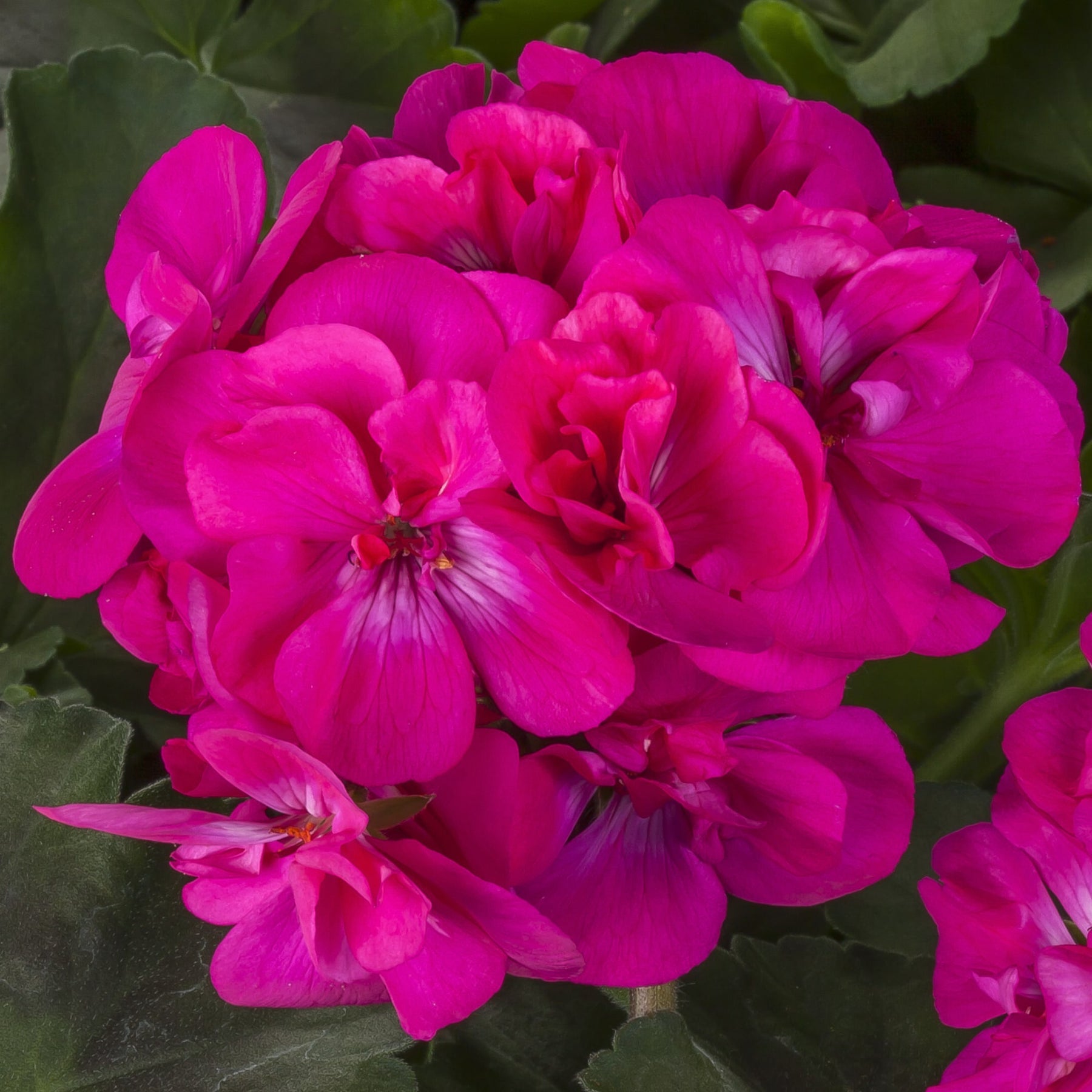 Deep Pink Geraniums Heirloom Non-GMO Seeds for Planting - Dharaseeds