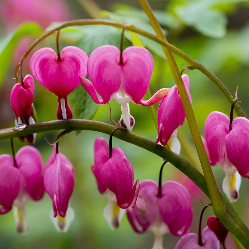 Heirloom Non-GMO Bleeding Heart Flower Seeds for Romantic Garden ...