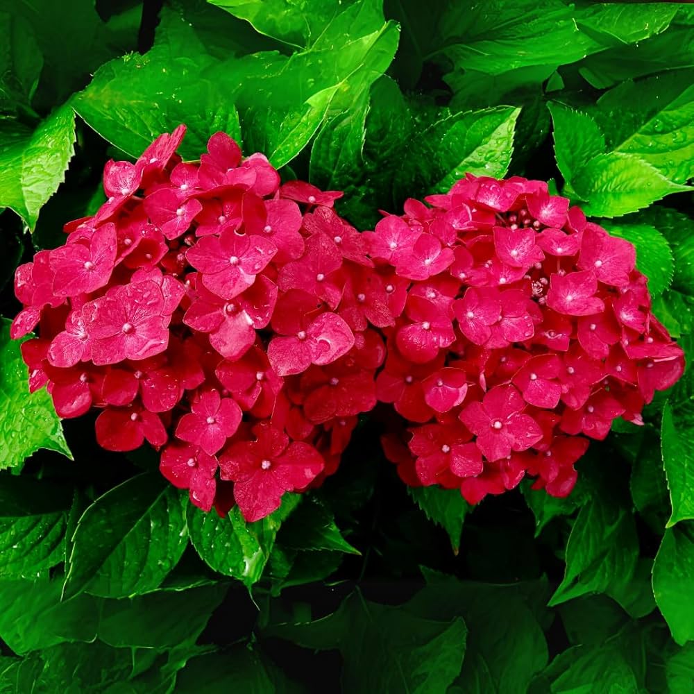 Heirloom Red Hydrangea Flower Seeds, Non-GMO Vibrant Blooms for ...