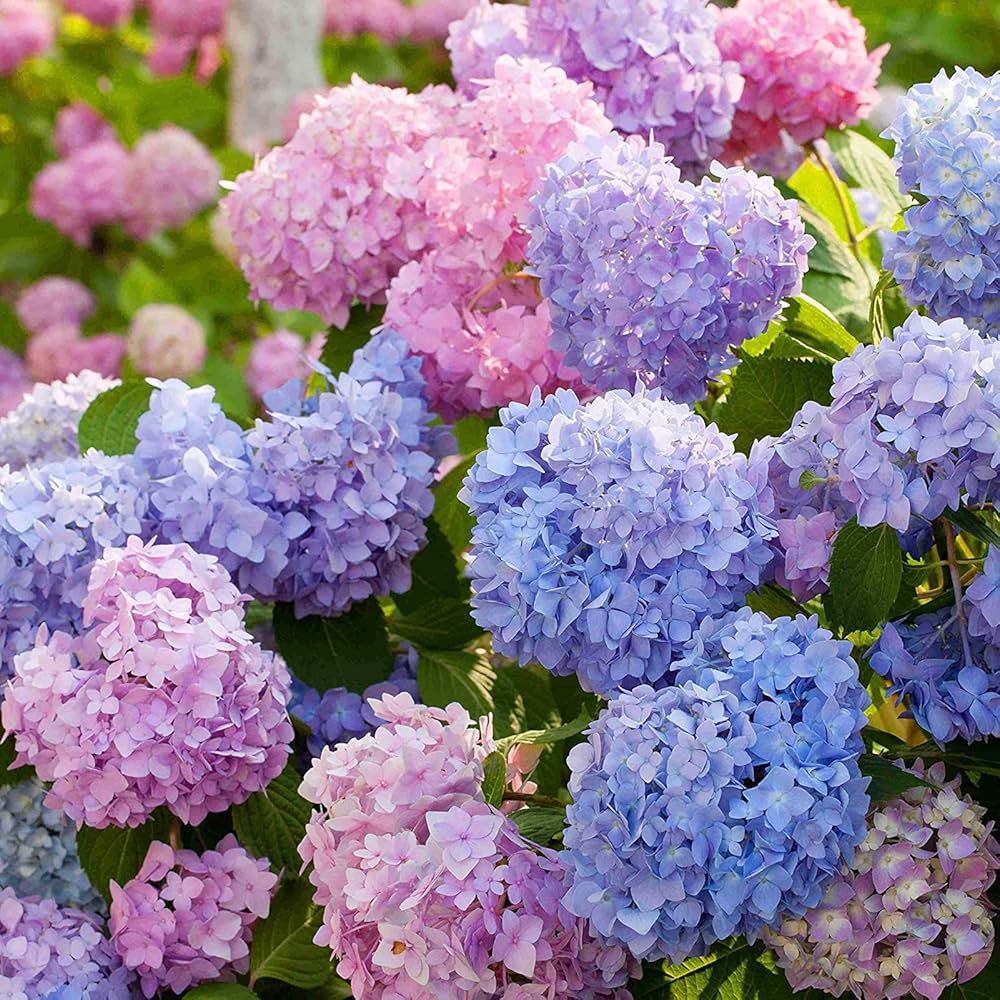 Heirloom Non-GMO Multi-Colored Hydrangea Flower Seeds for Garden ...