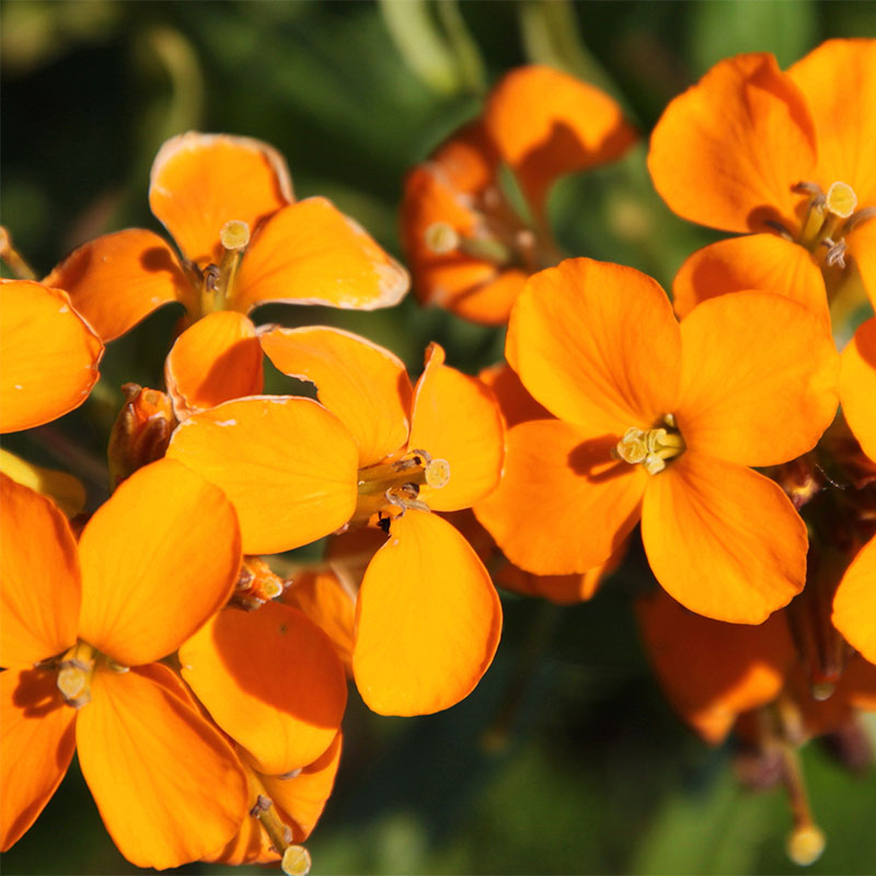 Erysimum Flower Seeds – Heirloom, Non-GMO, Colorful Wallflower Blooms ...