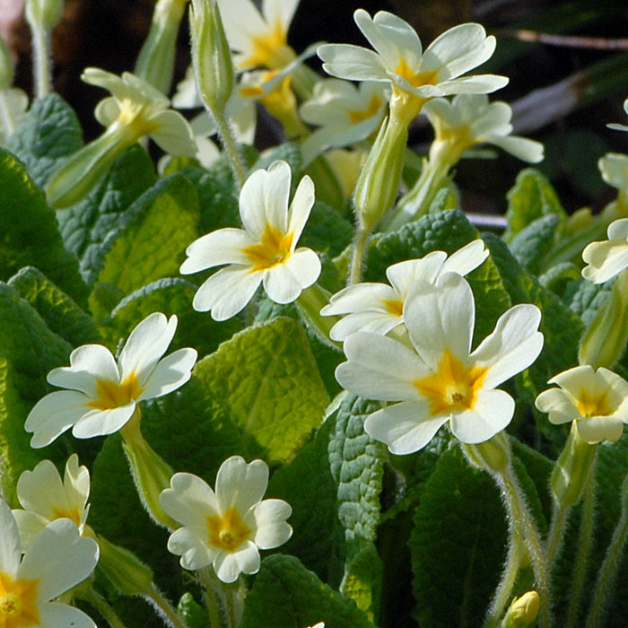 Primula Flower Seeds for Planting - 100 - Dharaseeds