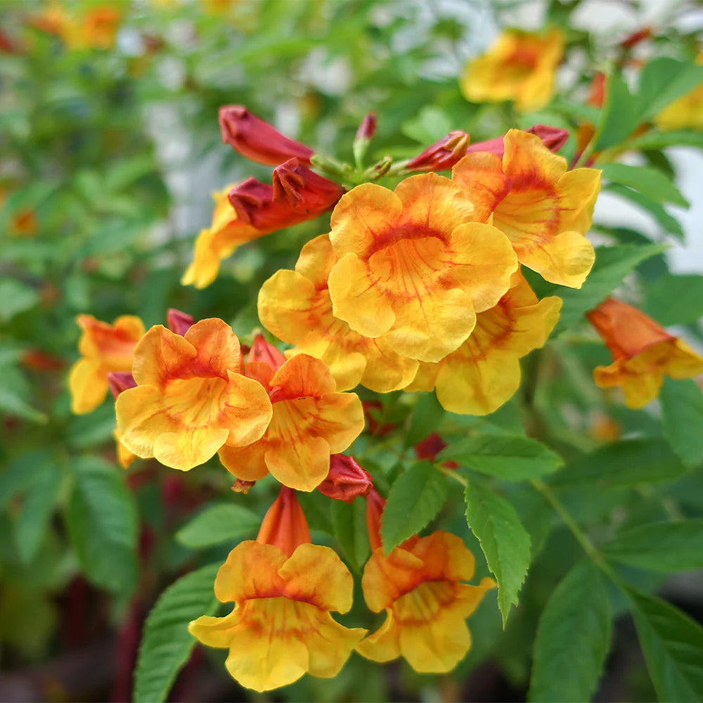 Orange Tecoma Jubilee Flower Seeds – Heirloom Non-GMO seeds for Bright ...