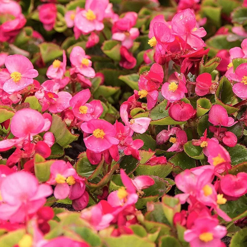 Heirloom Non-GMO Begonia Semperflorens Flower Seeds for Planting ...