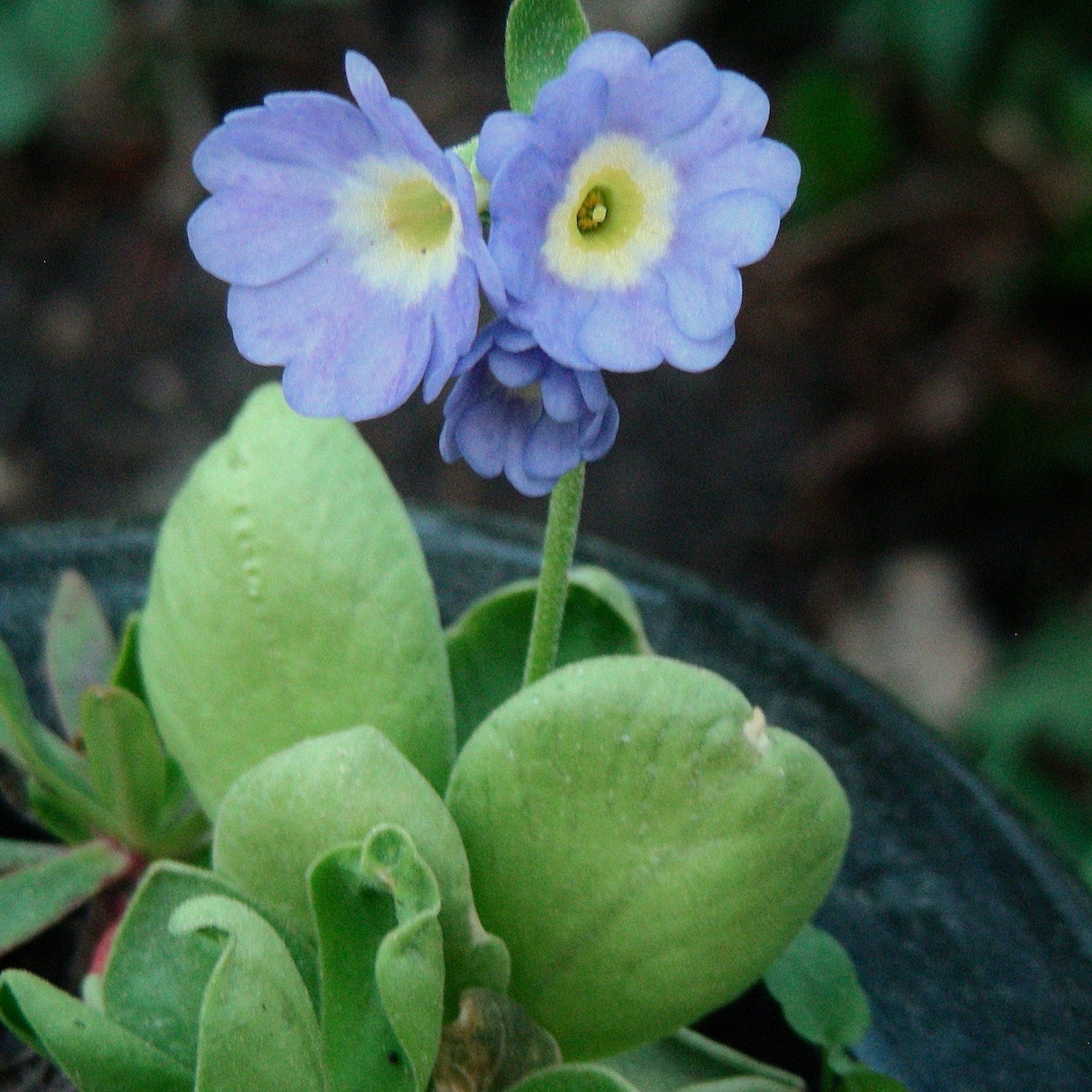 Blue Primula Auricula Seeds for Planting – Organic, Heirloom, Non-GMO ...