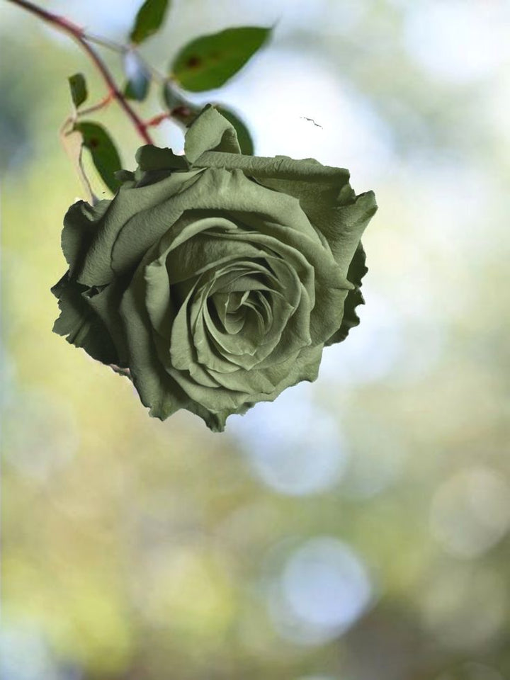 Army Green Rose Heirloom Non-GMO Seeds for Planting - Dharaseeds