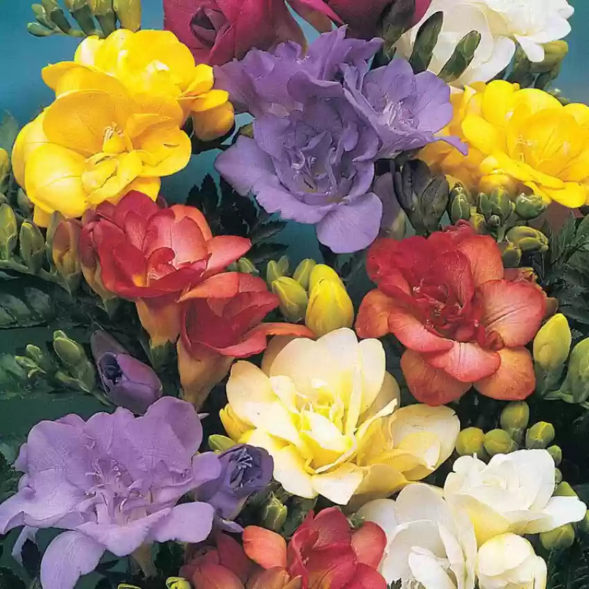 Multi Freesia Flower Seeds for Planting, Fresh, NON GMO Seeds - Dharaseeds