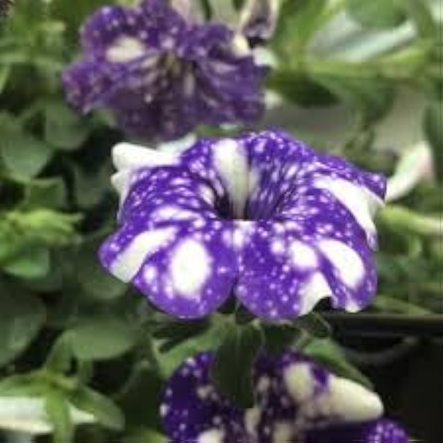 Tacoli Bonsai Petunia Flower Seeds for Planting - Heirloom, NON-GMO ...