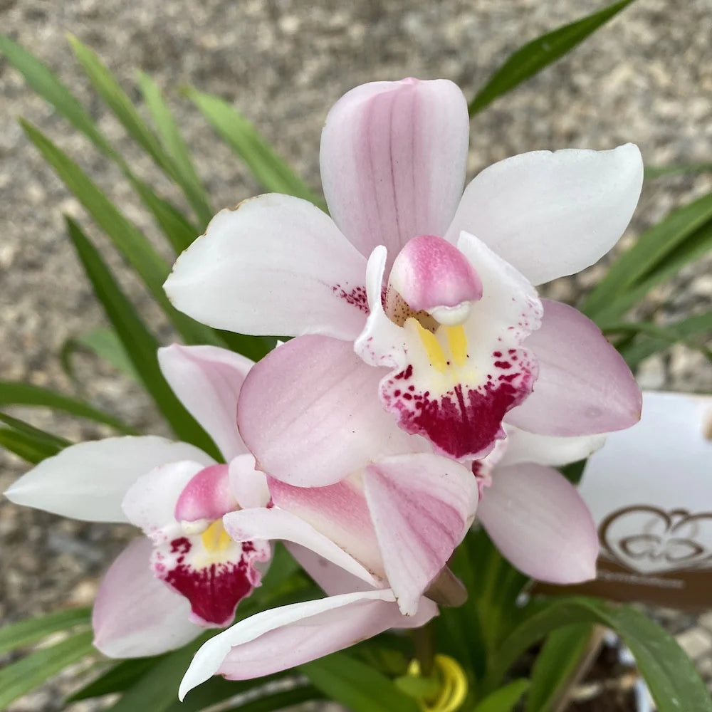 Flower Seeds – White Violet Cymbidium Orchid Seeds – Dharaseeds