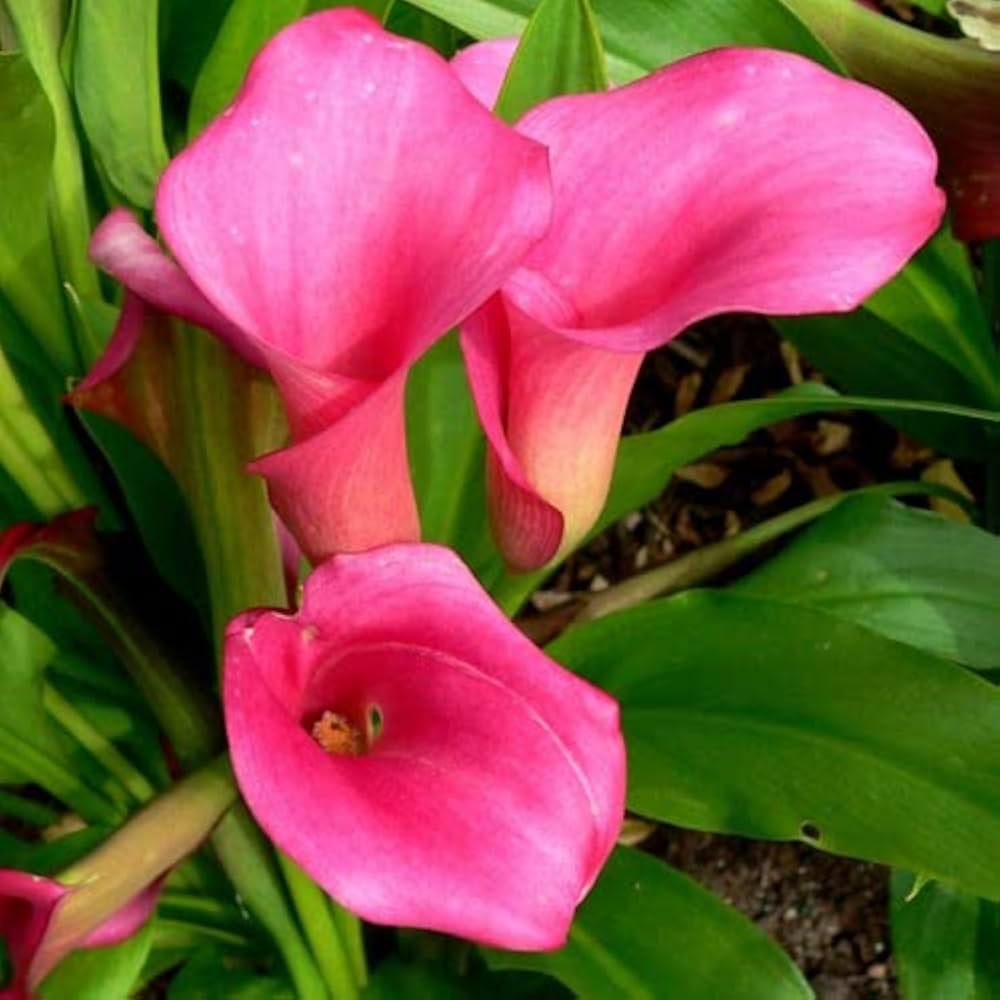 Calla Lily Seeds - Pink Zantedeschia Aethiopica – Dharaseeds