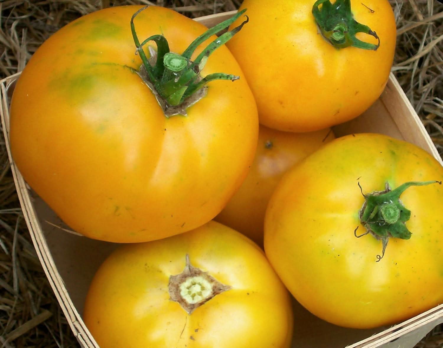 Djena Lee’s Seeds – Heirloom Garden Variety Mix – Dharaseeds