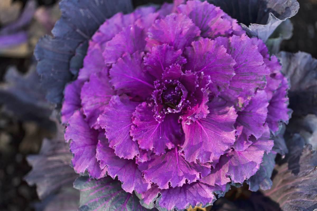 Ornamental Kale – Decorative Heirloom Foliage – Dharaseeds