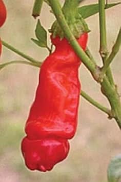 Red Chili Willy or Peter Pepper Vegetable Seeds for Planting - heirloom ...