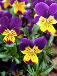 Johnny Jump Ups Flower Seeds – Heirloom Non-GMO Seeds for Colorful and ...