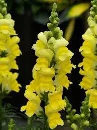 Snapdragon Golden Flower Seeds for Garden Planting - NON GMO Seeds ...