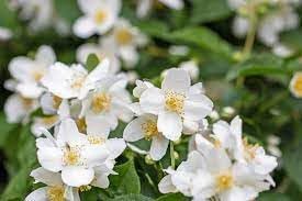 Heirloom Non-GMO Philadelphus Lewisii Flower Seeds for Planting ...