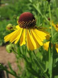 Helenium Flower Seeds for Planting, Heirloom, Non-GMO, 100 - Dharaseeds