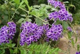 Duranta Erecta Flower Seeds – Heirloom Non-GMO Seeds for Ornamental and ...