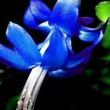 Blue Zygocactus Flower Seeds for Planting - 100 pcs - Dharaseeds